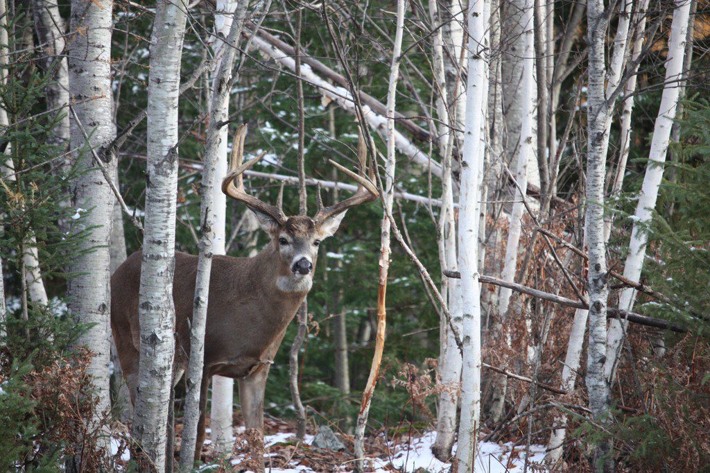 Bucket List Whitetails - Texas Trophy Hunters Association