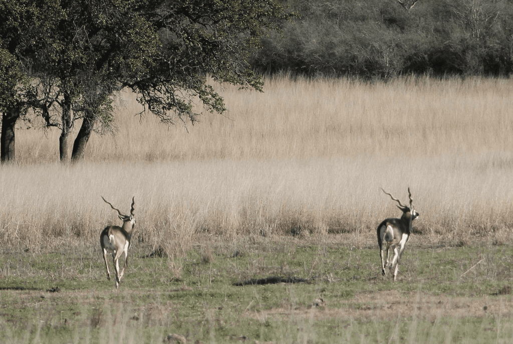 Exotics For The Taking - Texas Trophy Hunters Association
