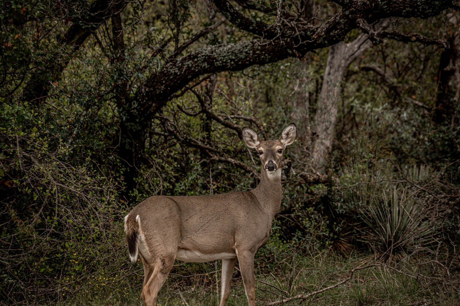 Exhibitor Information - Texas Trophy Hunters Association