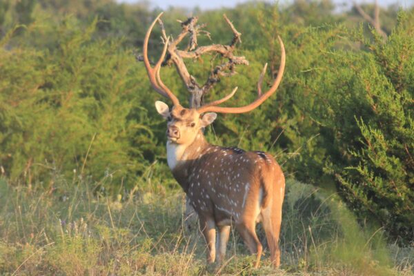 Axis: The other deer - Texas Trophy Hunters Association