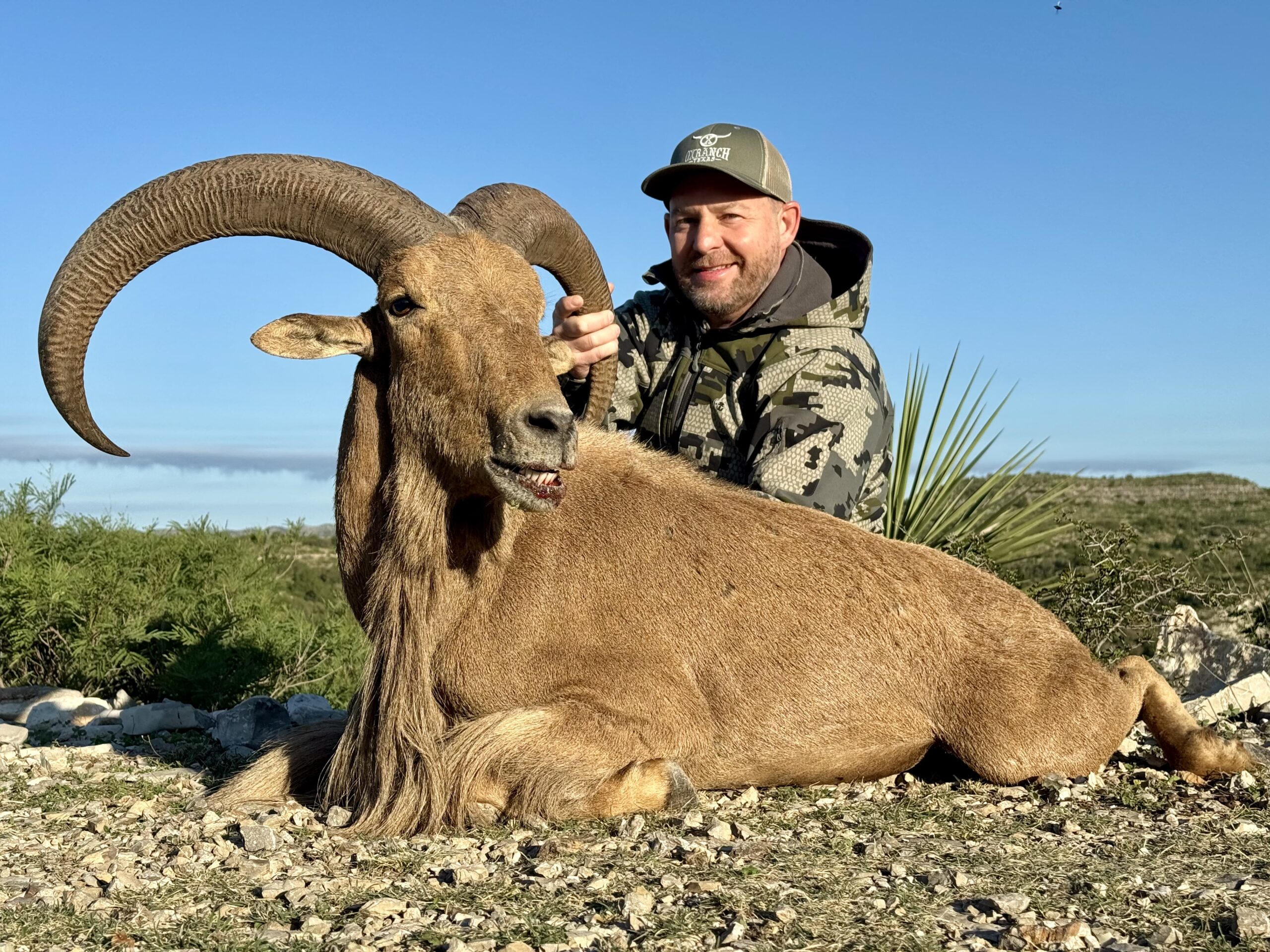 Hill Country Ram - Texas Trophy Hunters Association